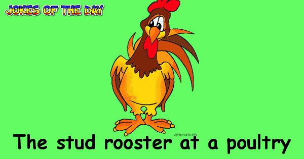 The stud rooster at a poultry farm is getting old, so the farmer ...